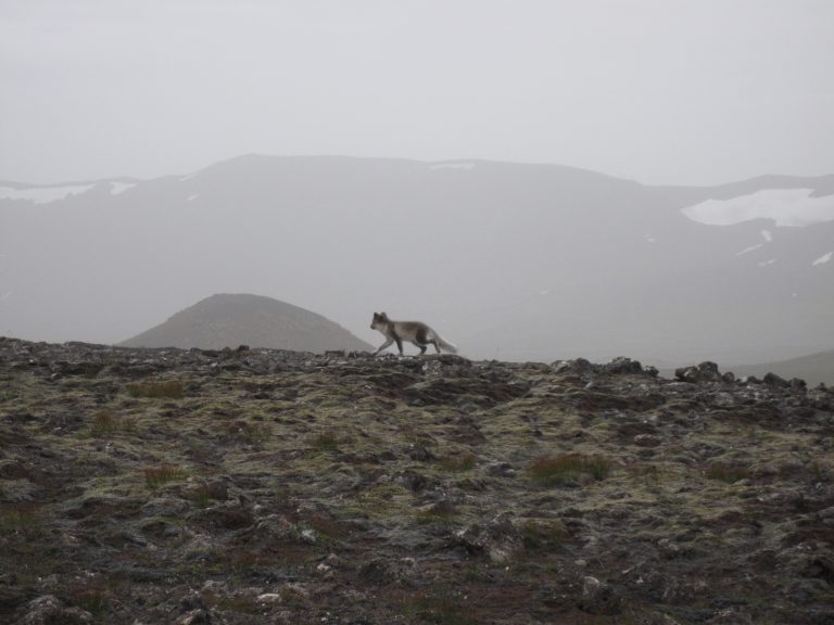 Book Release Day: Researching RANGER IN TIME: JOURNEY THROUGH ASH AND ...