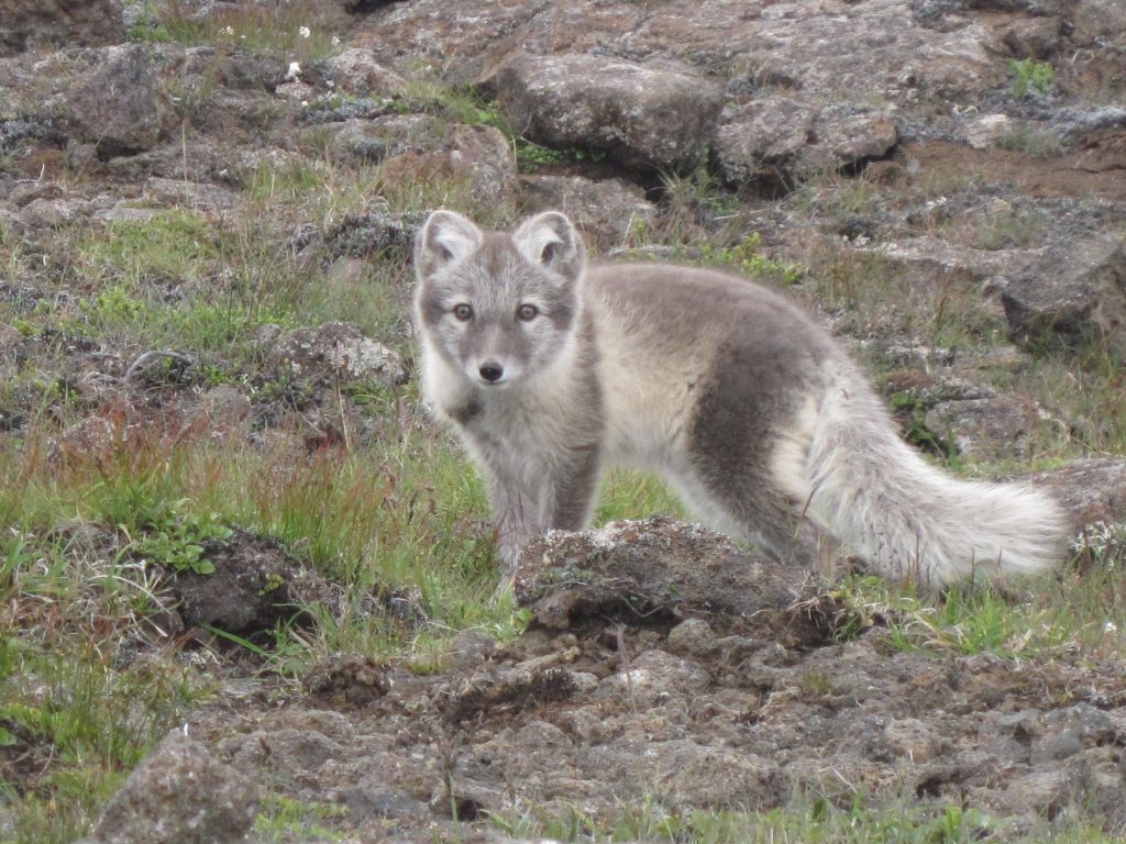 Book Release Day: Researching RANGER IN TIME: JOURNEY THROUGH ASH AND ...