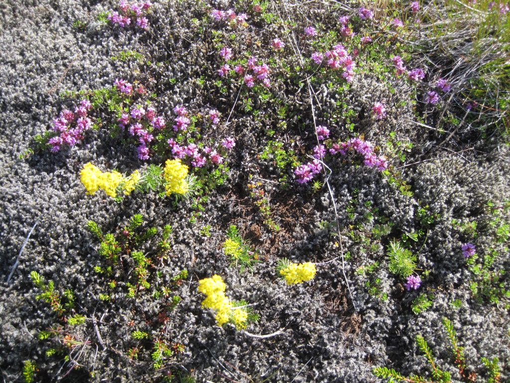 Book Release Day: Researching RANGER IN TIME: JOURNEY THROUGH ASH AND ...